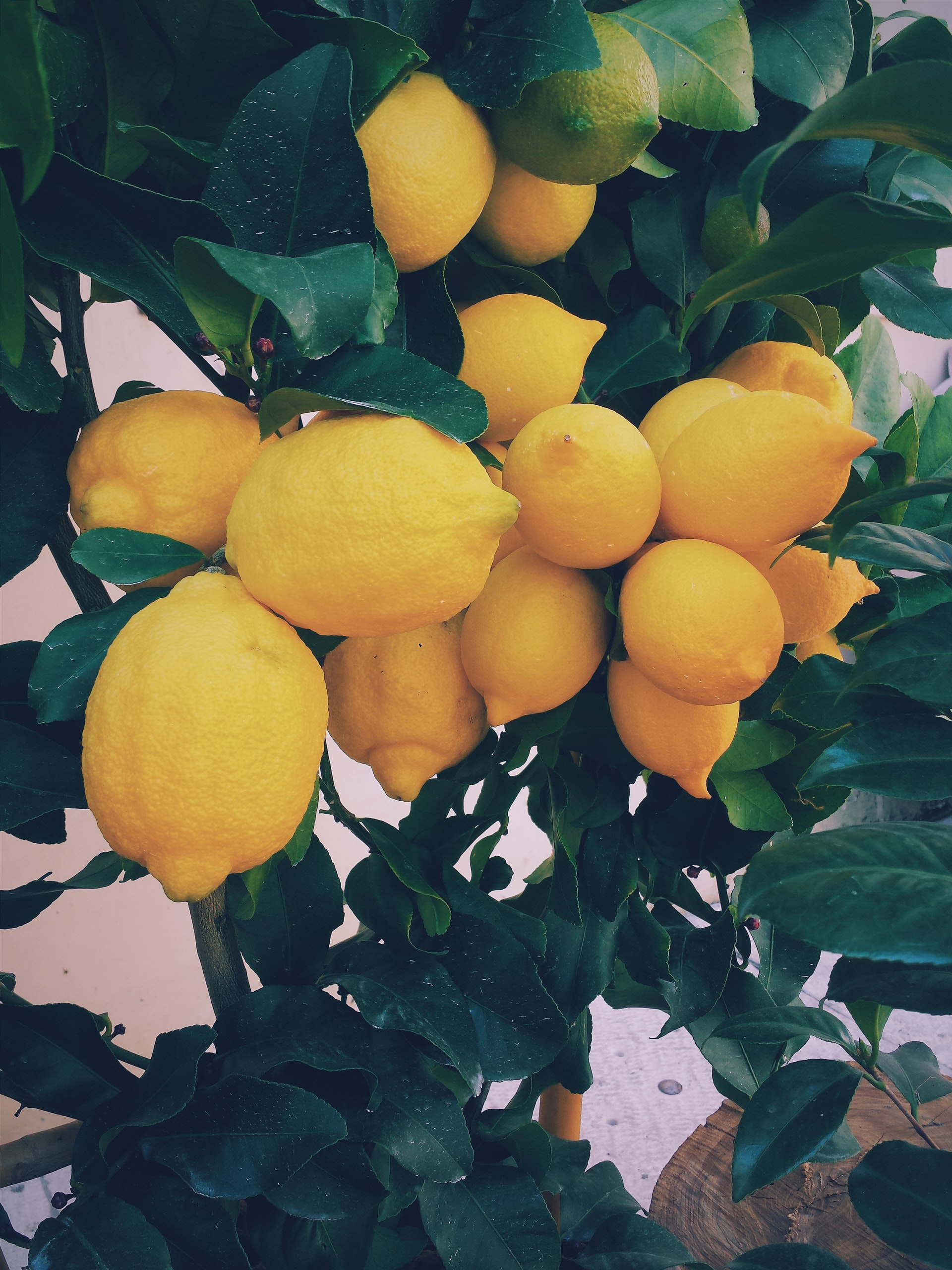 When Life Gives you Lemons, Make Lemon Water. Find out Why - Be Renewed